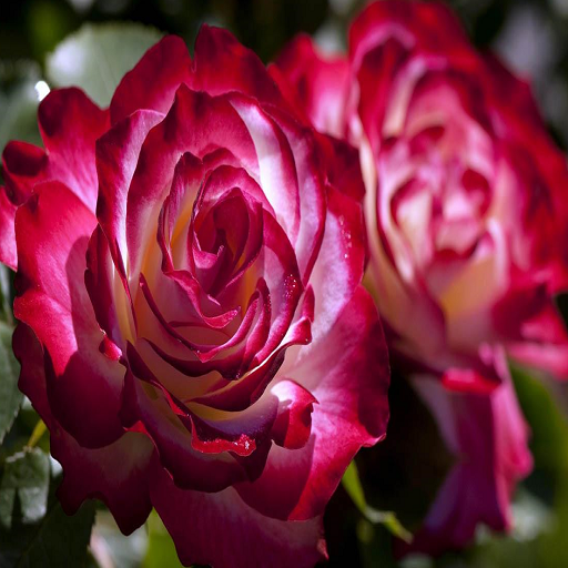 gol roz - Download | Install Android Apps | Cafe Bazaar