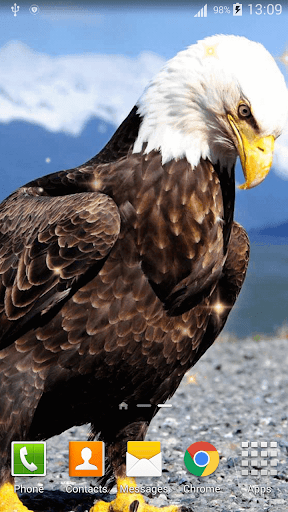 Eagle Wallpapers For Android Eagle Eye Wallpaper,HD Artist