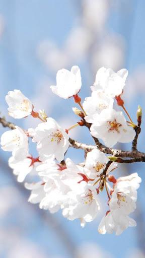 دانلود برنامه Spring Live Wallpaper اندروید بازار