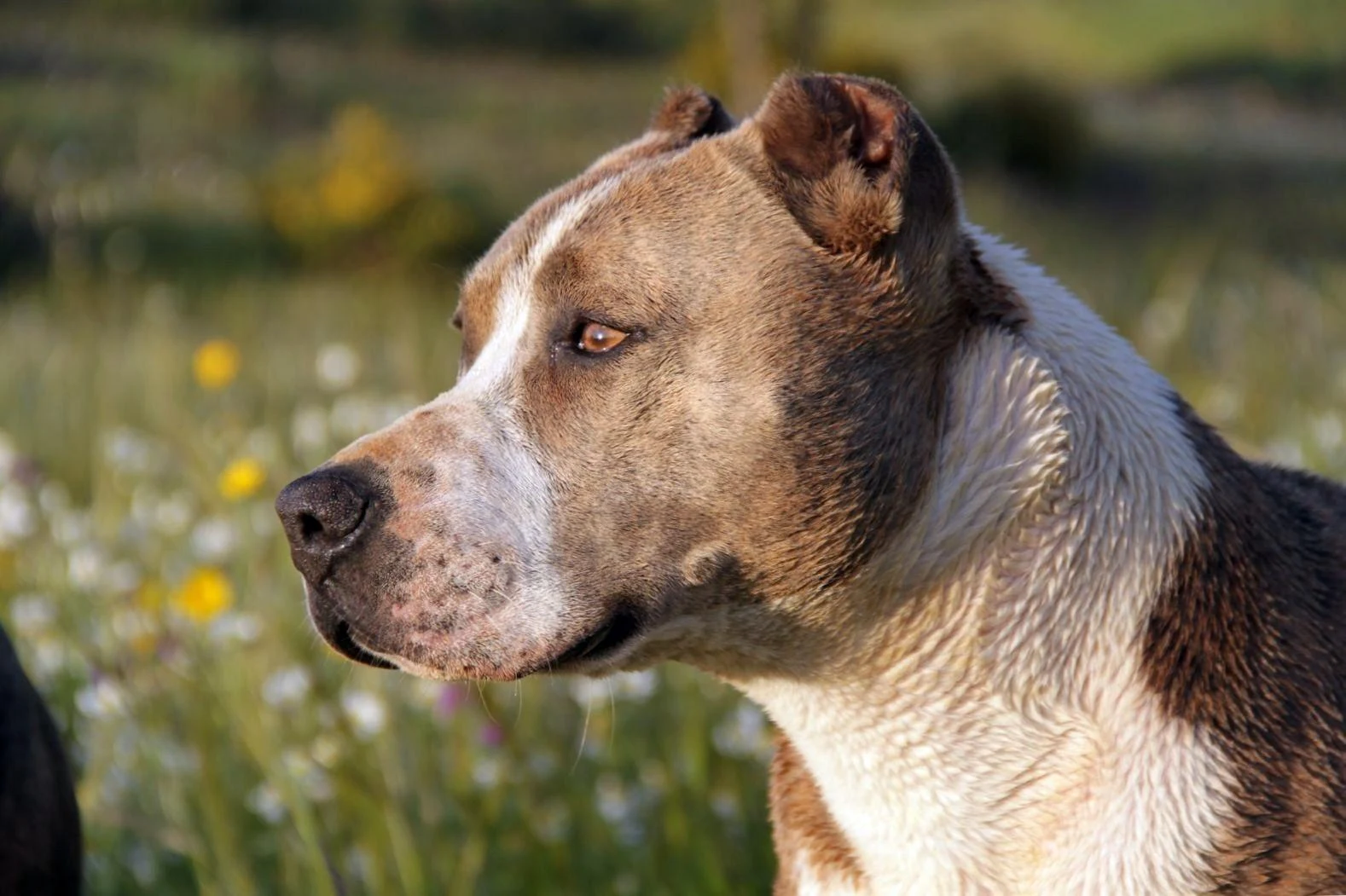 بازی Pitbull dogs jigsaw puzzles - دانلود | بازار